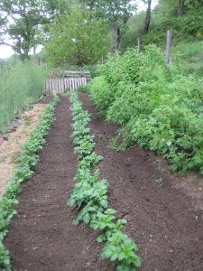 The top potager - yet another vegetable garden - Lindy Sinclair