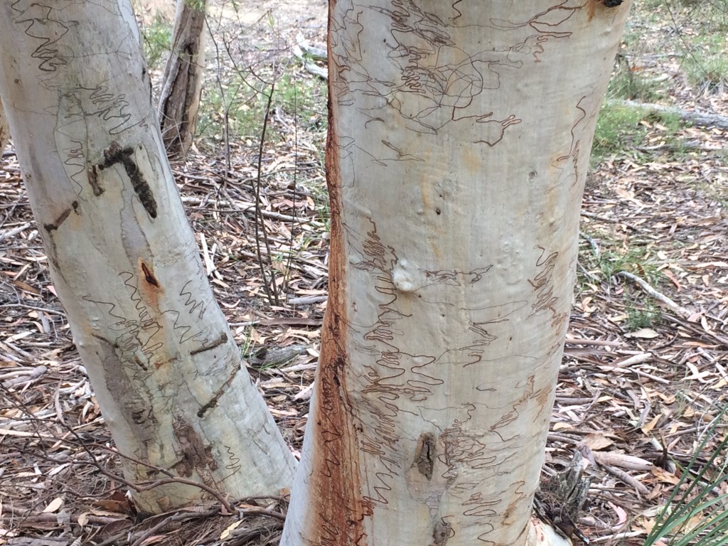 Scribbly bark and Argyle apples - Lindy Sinclair