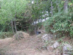 strimmed behind stables - Lindy Sinclair