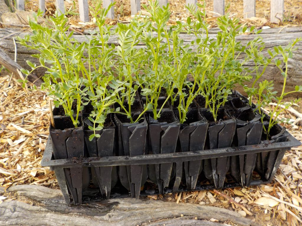 Growing chick peas - Lindy Sinclair