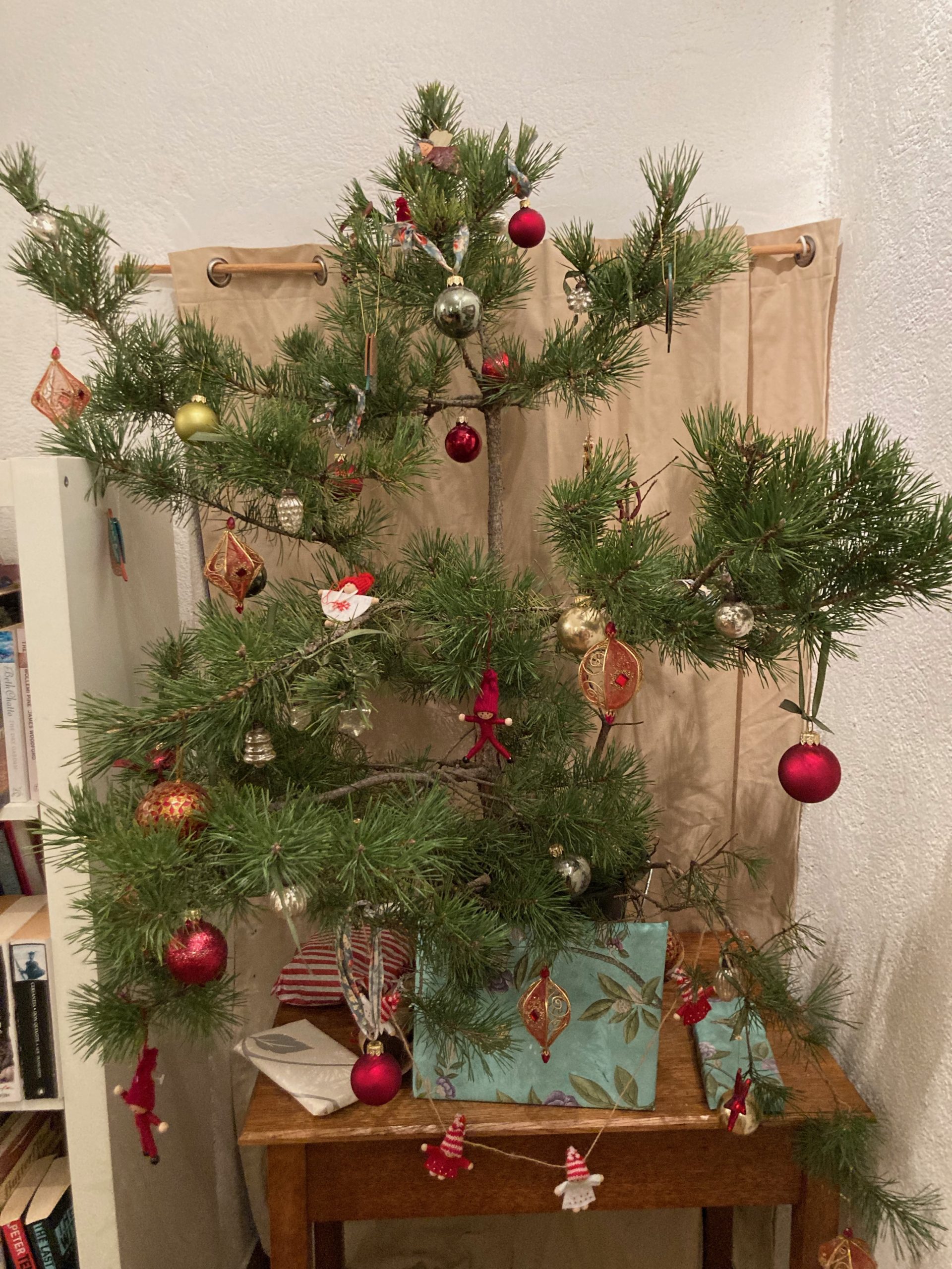 Home-grown Christmas trees - Lindy Sinclair