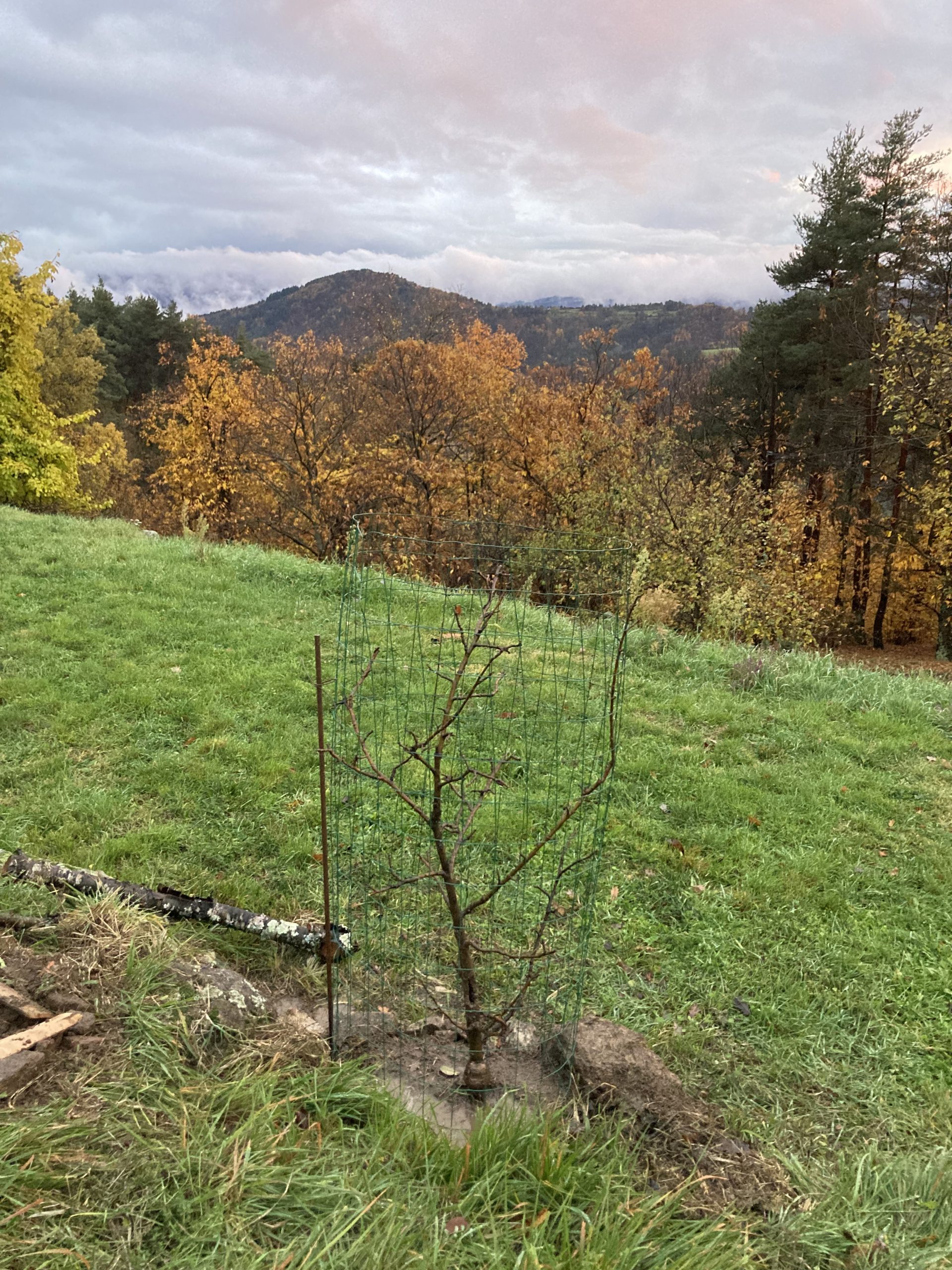 Winter tree planting part one - Lindy Sinclair