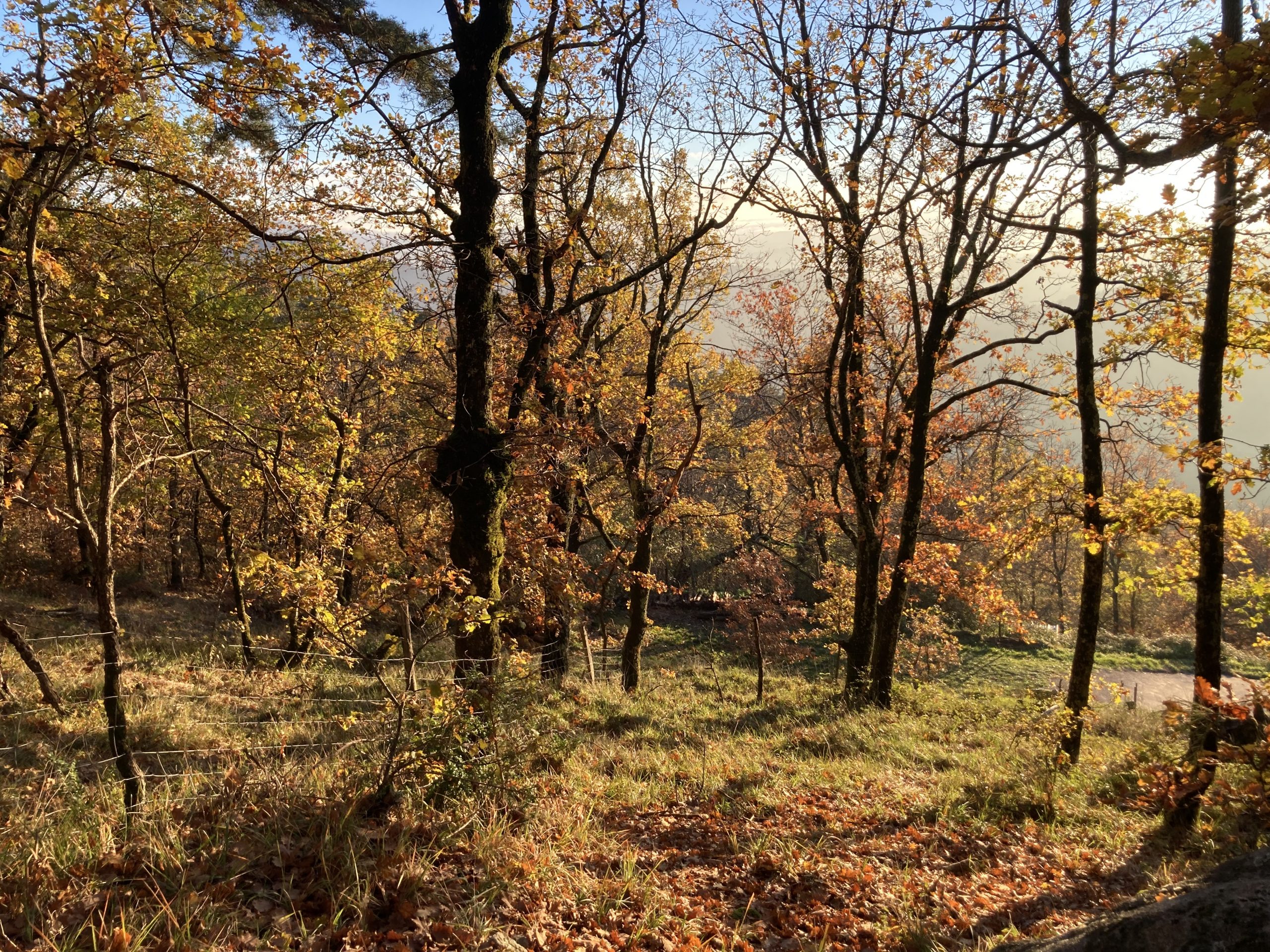 Winter tree planting part one - Lindy Sinclair