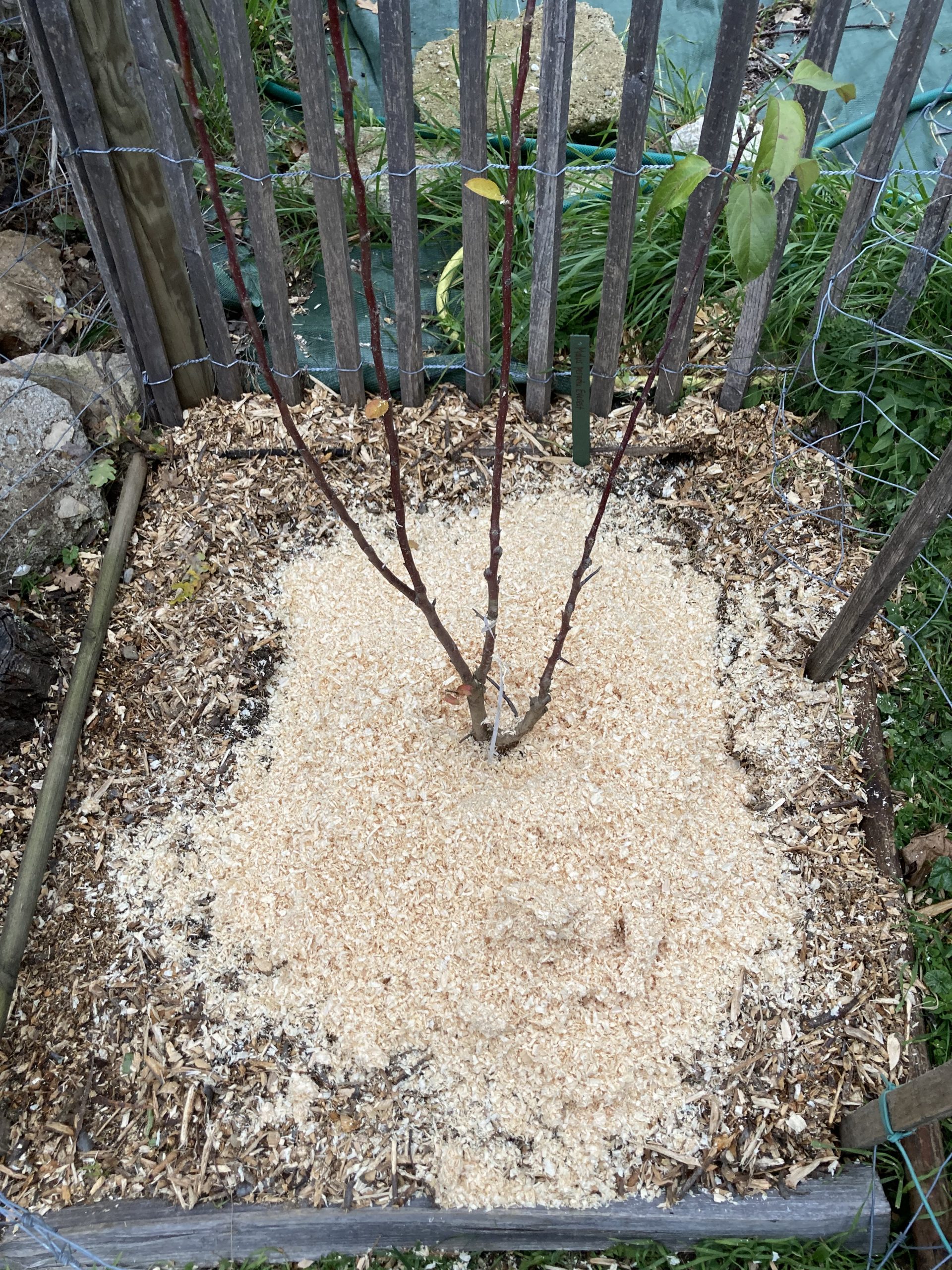 Winter tree planting part two - Lindy Sinclair