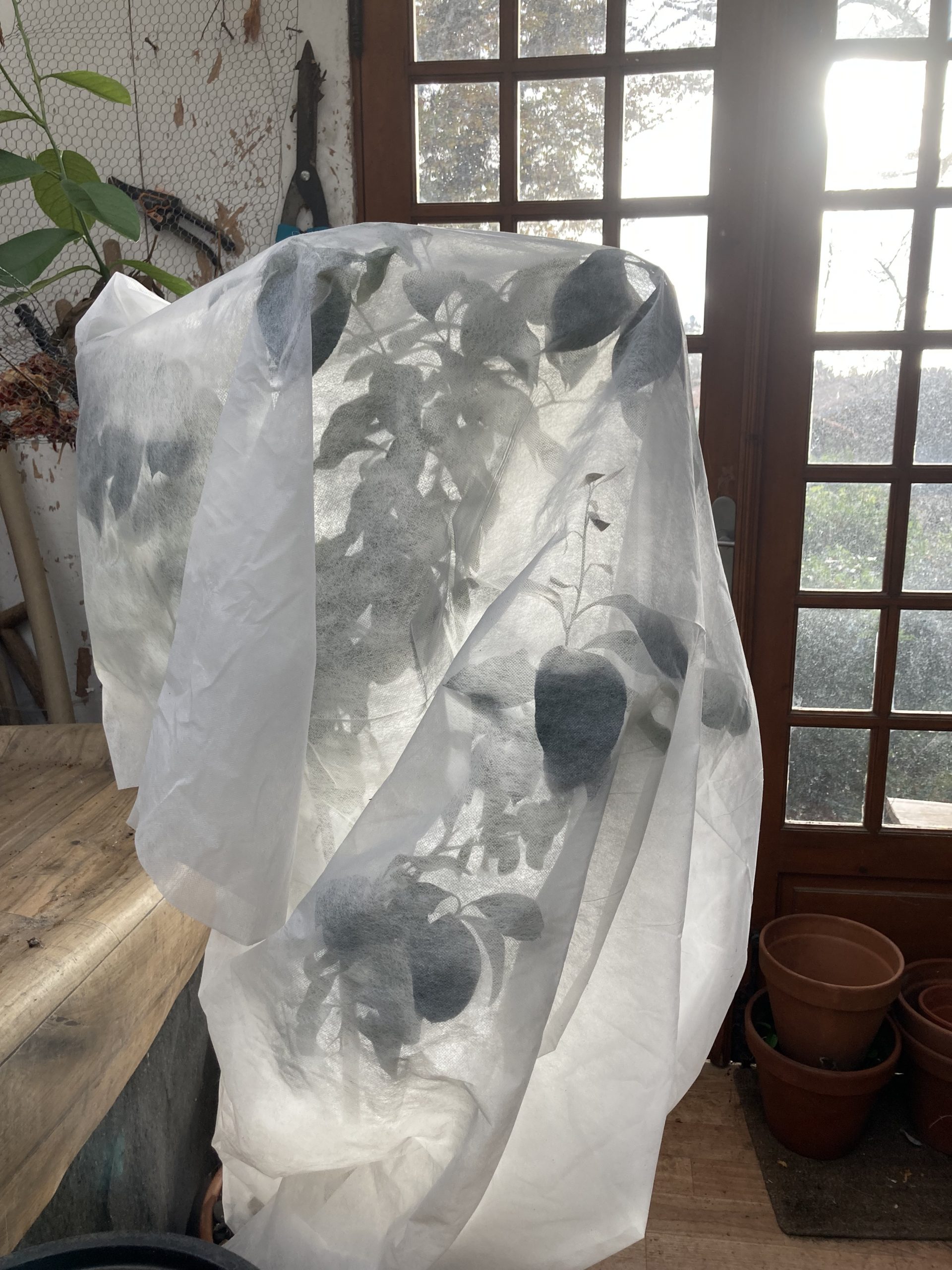 Winter tree planting part two - Lindy Sinclair