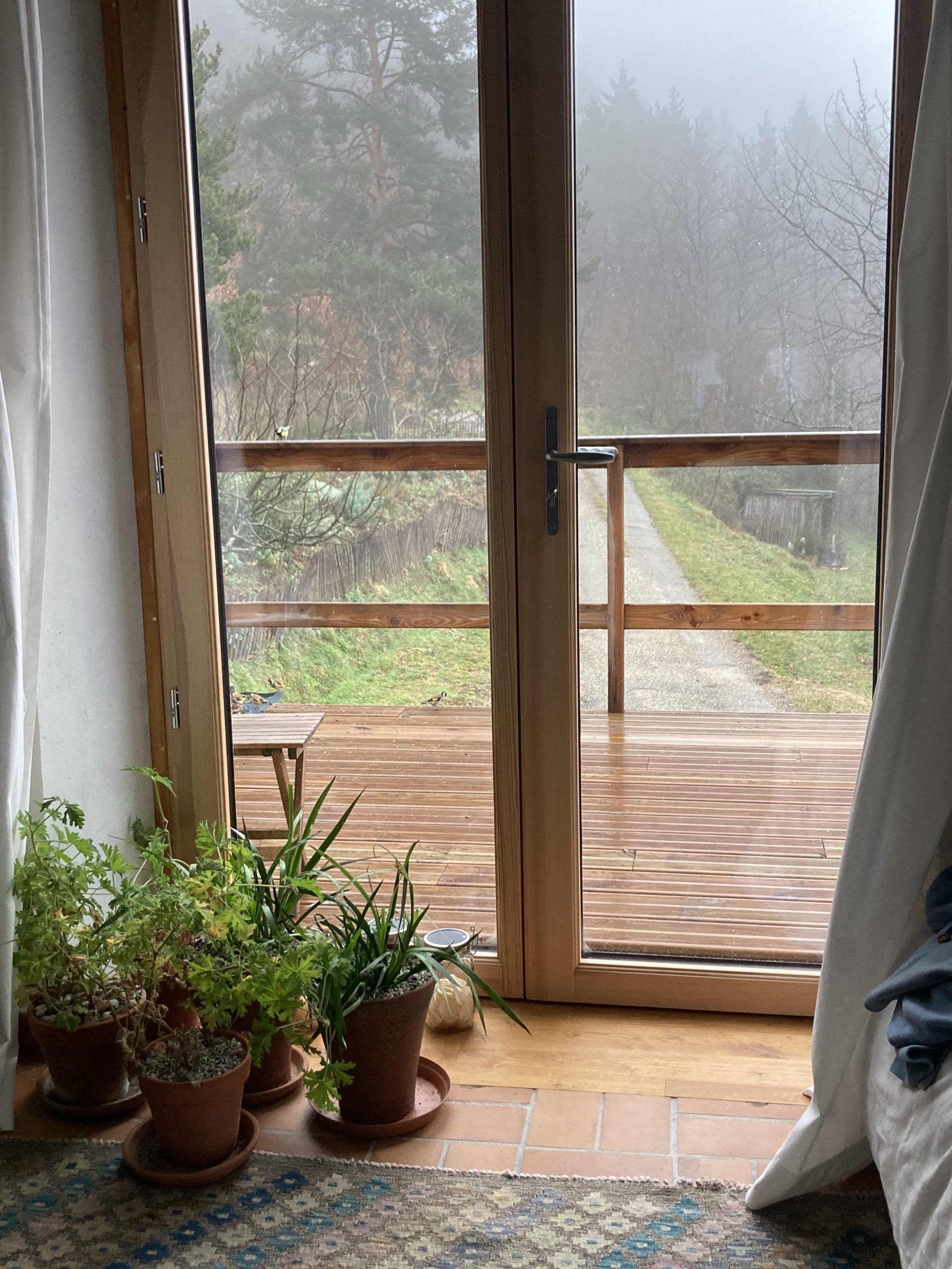 January flowers - Lindy Sinclair