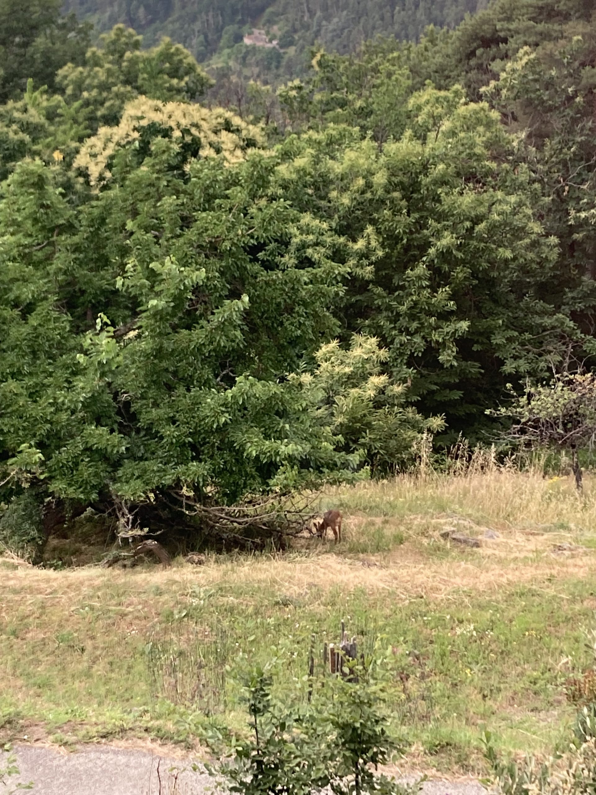 Protecting against wild boar - Lindy Sinclair