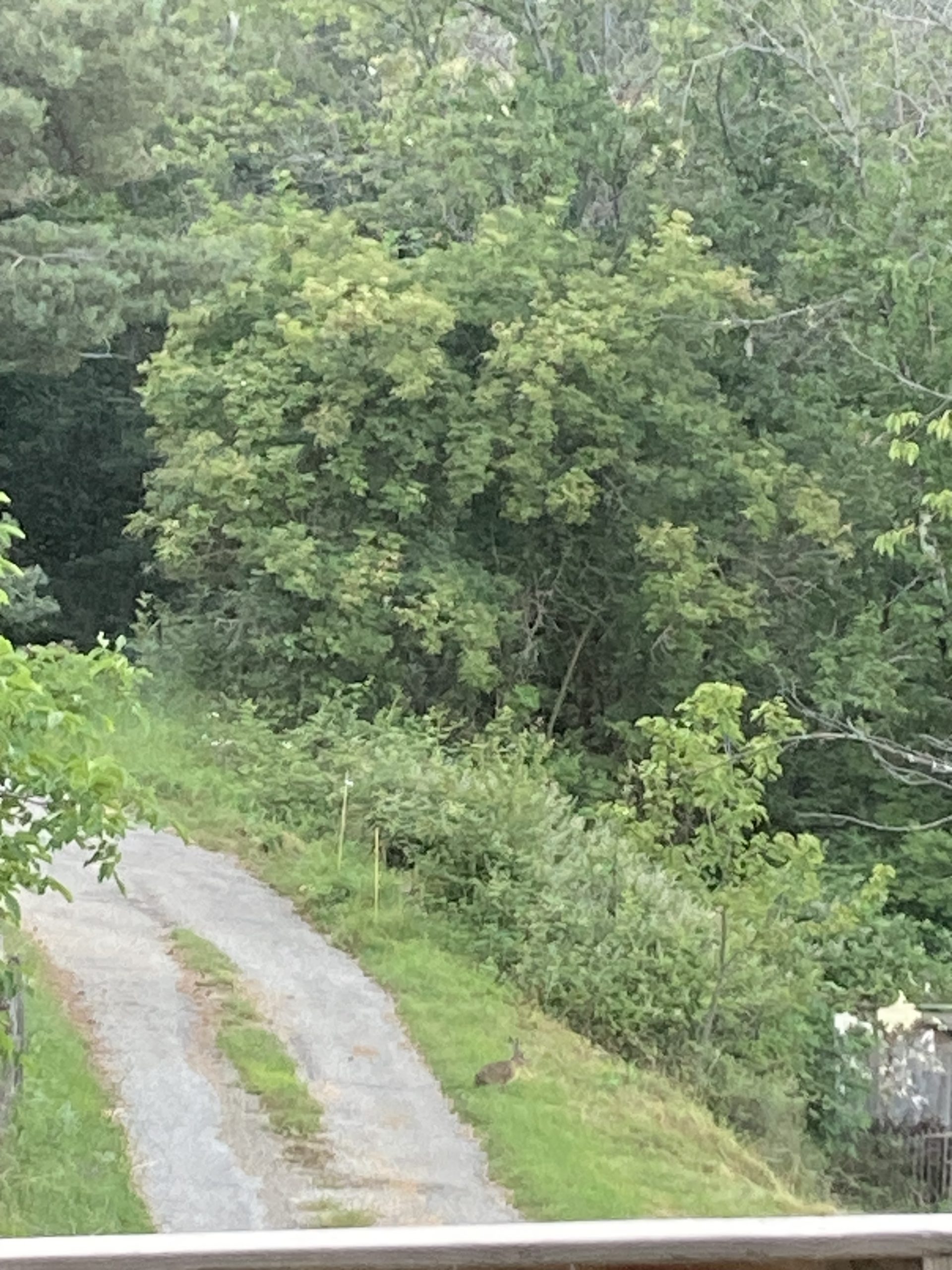 Protecting against wild boar - Lindy Sinclair