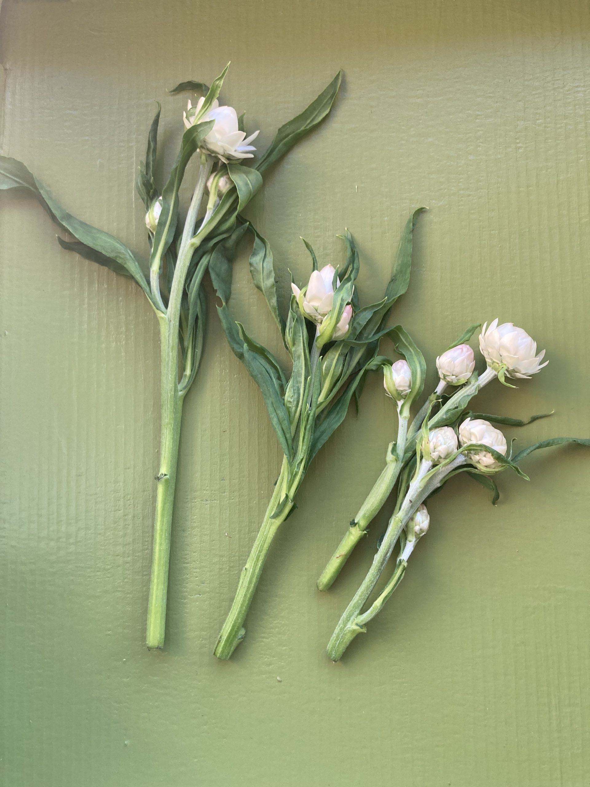 Early summer flowers - Lindy Sinclair